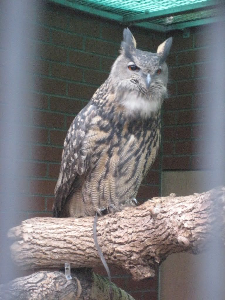 The Largest Owl In The World Photo By Cece burleson Photobucket the-largest-owl-in-the-world-photo-by-cece-burleson-photobucket