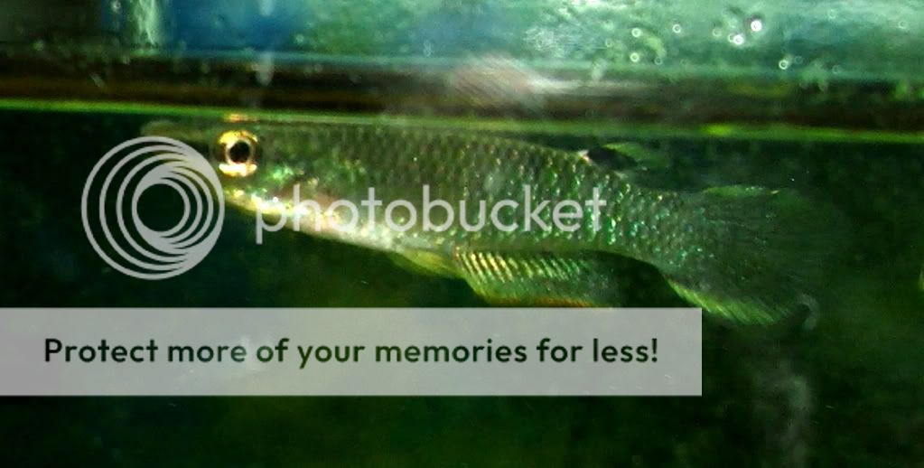 Blue Panchax Killifish (aplocheilus Panchax) | Fish Forum
