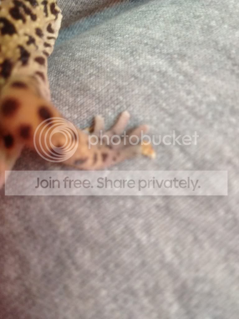 leopard gecko shedding problem with toes PLEASE HELP | Reptile Forums