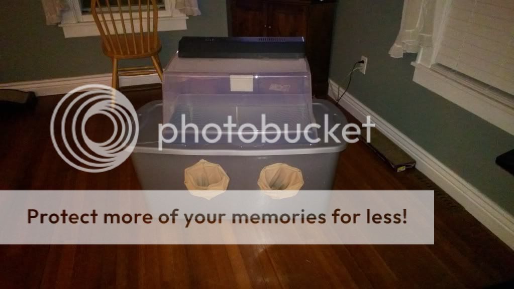 Vintage Class: vwfan79's Ruttman Spyder | OldMiniBikes.com