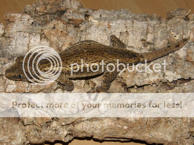 NE England - Proven female gargoyle gecko | Reptile Forums