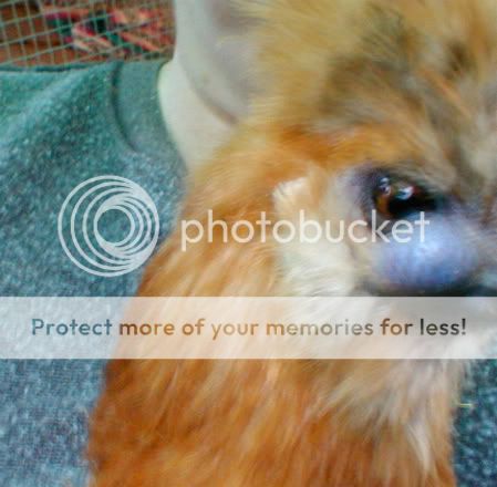 Silkie with Swollen Lump on Face - Any Ideas? | BackYard Chickens ...