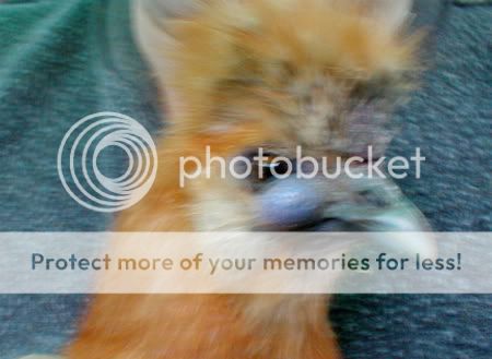 Silkie with Swollen Lump on Face - Any Ideas? | BackYard Chickens ...