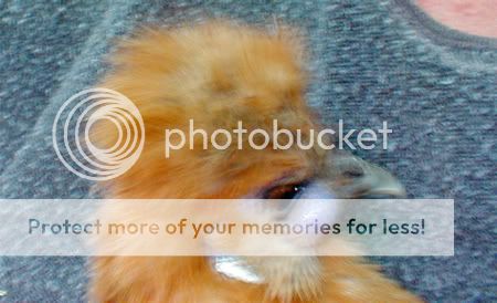 Silkie with Swollen Lump on Face - Any Ideas? | BackYard Chickens ...